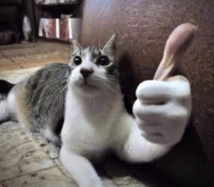 cat meme reaction - catmeme.in